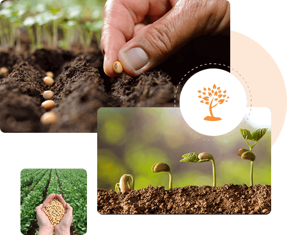 Agriculture Seeds Exporters | Agriculture Sowing Seeds Company India